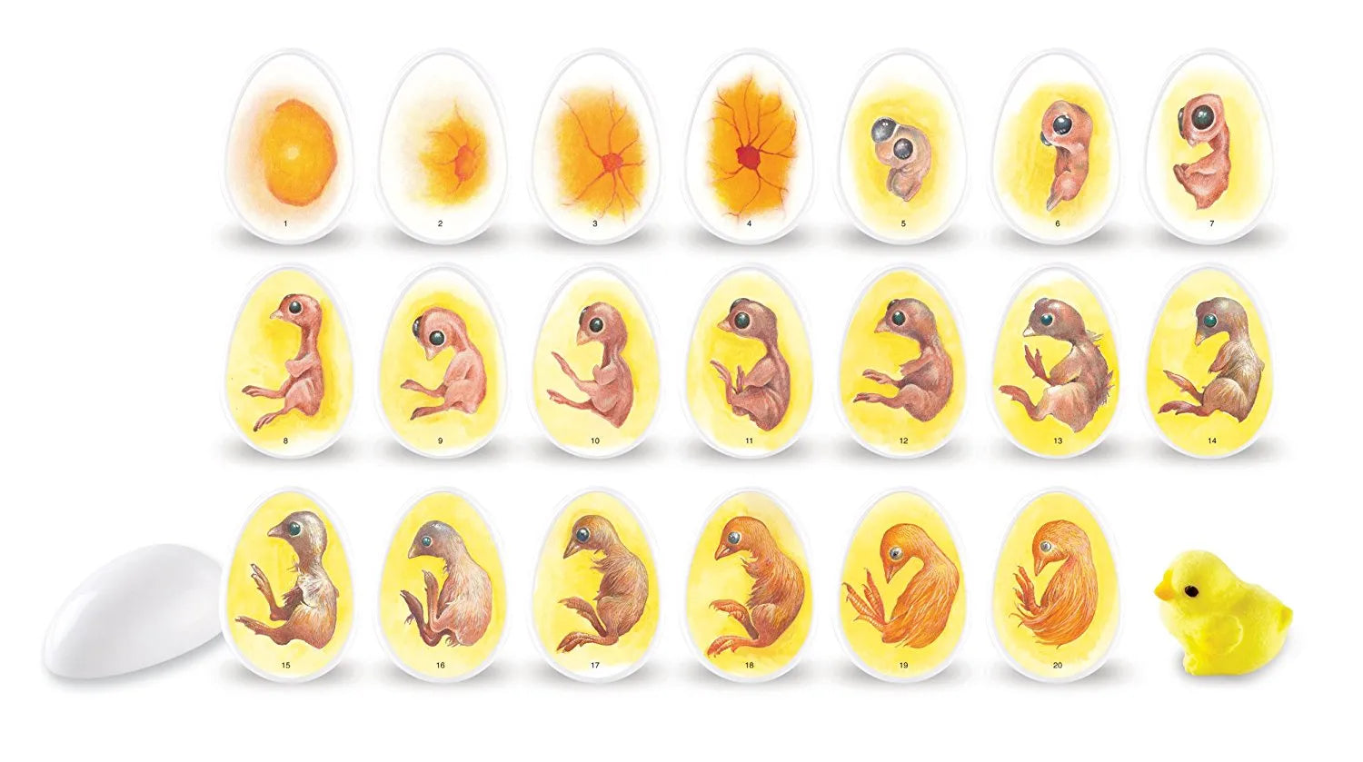 Chick Life Cycle Exploration Set – WONDERSAURUS