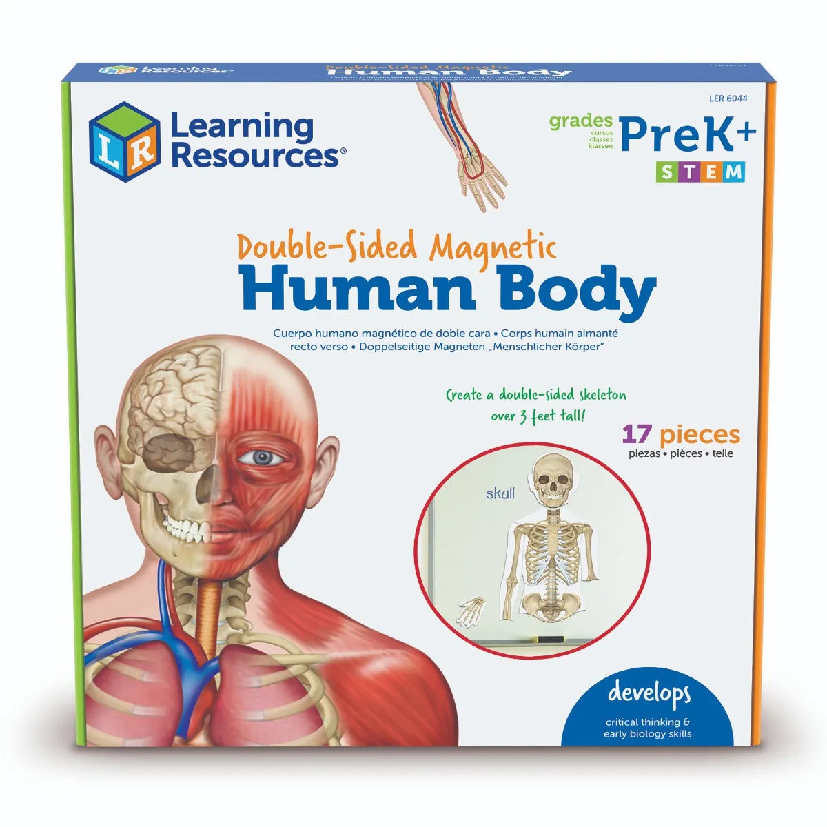 Double-Sided Magnetic Human Body – WONDERSAURUS
