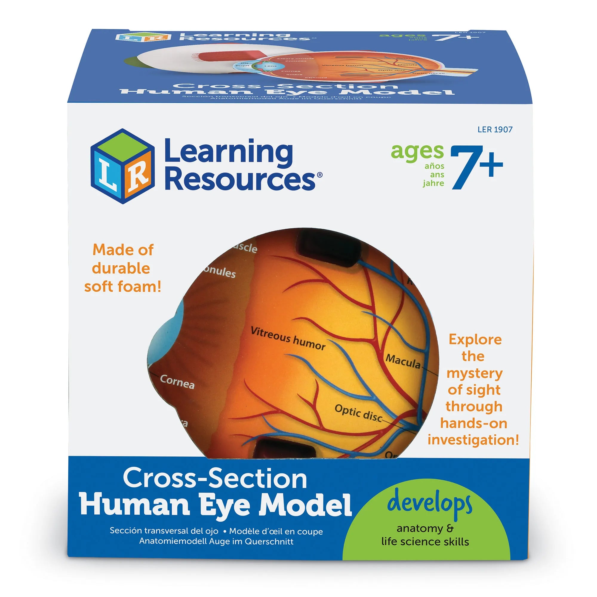 Cross-Section Human Eye Model – Wondersaurus